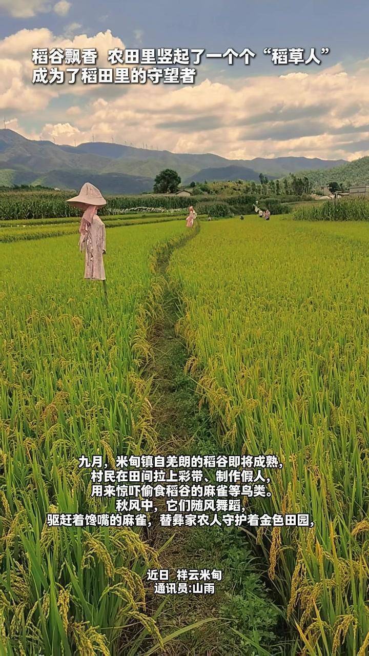 稻谷飘香农田里竖起了一个个"稻草人"成为了稻田里的守望者(编辑zzh)