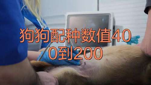 狗狗配种价格暴跌一半!背后原因让人意想不到