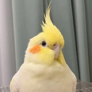 与梦彤行z 