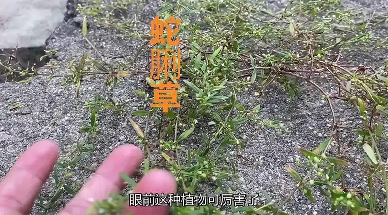 蛇脷草,很少有人知道它的好,可别把当成杂草