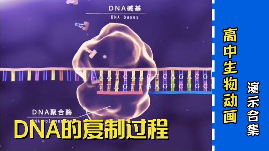 高中生物动画演示合集——DNA的复制过程