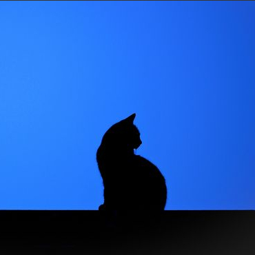 Rooleeah_cat 