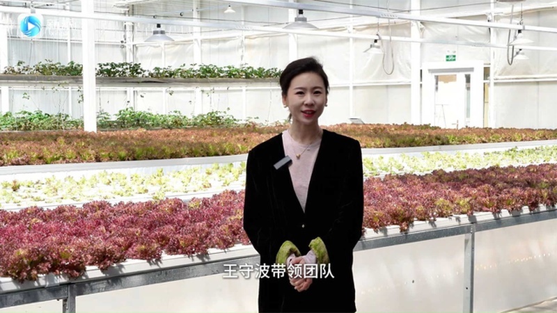 潍眼看世界 | 王守波:让中国蔬菜园区模式赋能世界现代农业