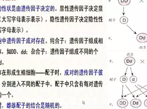(汉水丑生一轮复习)分离定律