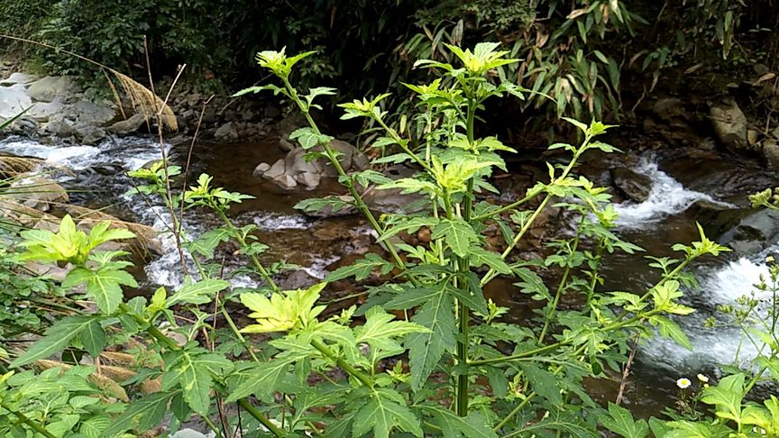 看看这味是什么草药,它有什么作用,大家来说说