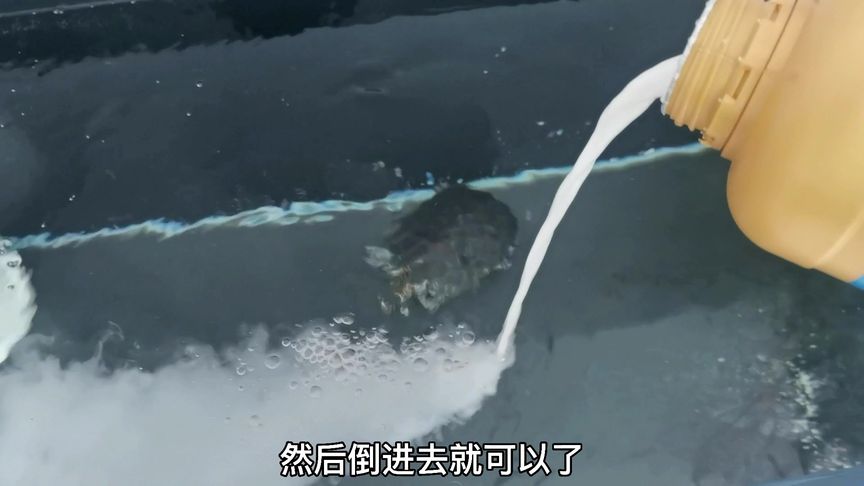 硝化细菌的作用及原理#养鱼日记 #开缸养水 #硝化细菌培养过程