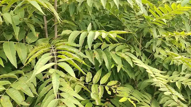 香椿树苗怎么种一文讲清最佳时间与注意要点