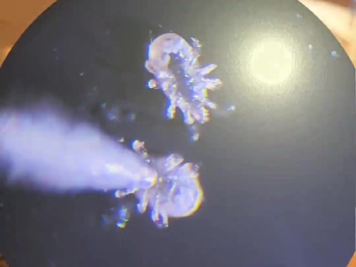 在显微镜的细腻视野中,探索怎样隐藏的奇妙生物!