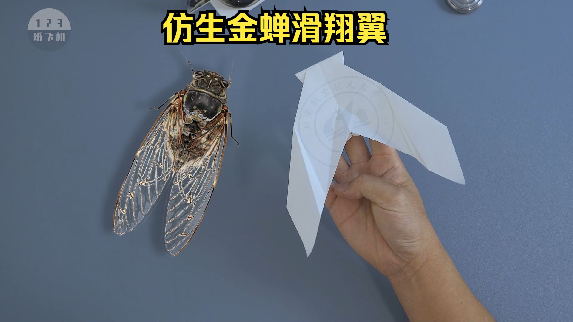 纸飞机设计中的仿生学,教你折一款超帅的金蝉滑翔翼