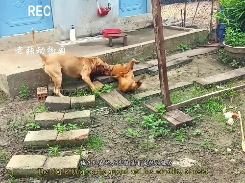 比特犬趁主人不在家把同伴咬死!
