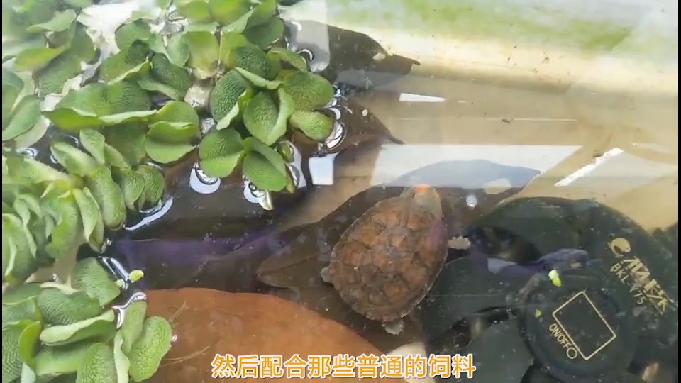 【龟缸】简单的龟缸绿植造景学起来~,也谈谈近期大量死龟后对养龟有...