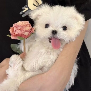 芋头糕糕糕嗷 