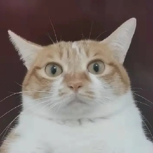 躺平的狸花猫 