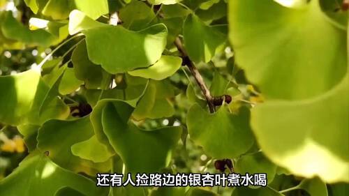 银杏叶煮水别乱喝!3大功效与禁忌必知,小心养生变伤身
