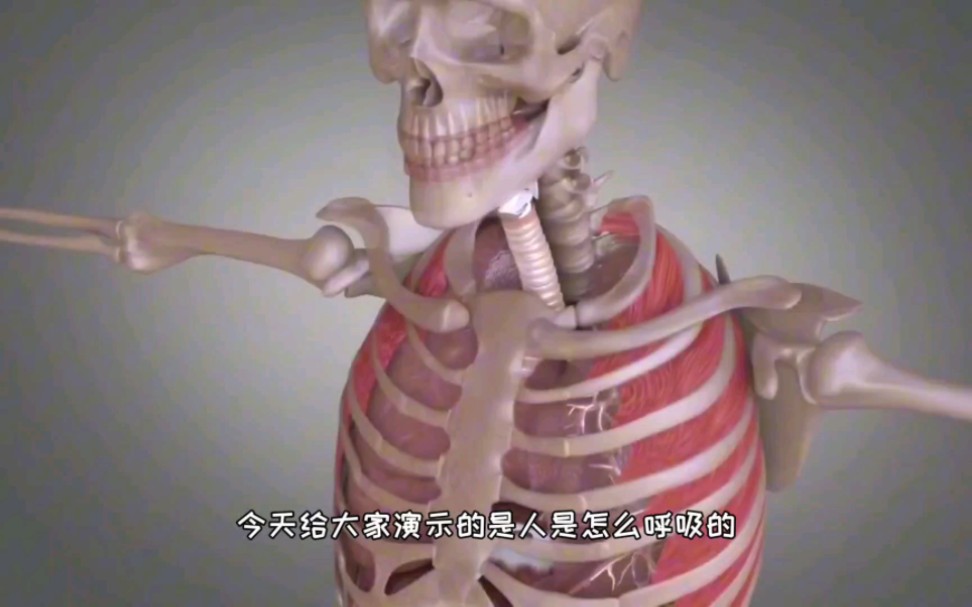 大自然肯定是个工程师,人呼吸的原理,3D演示。