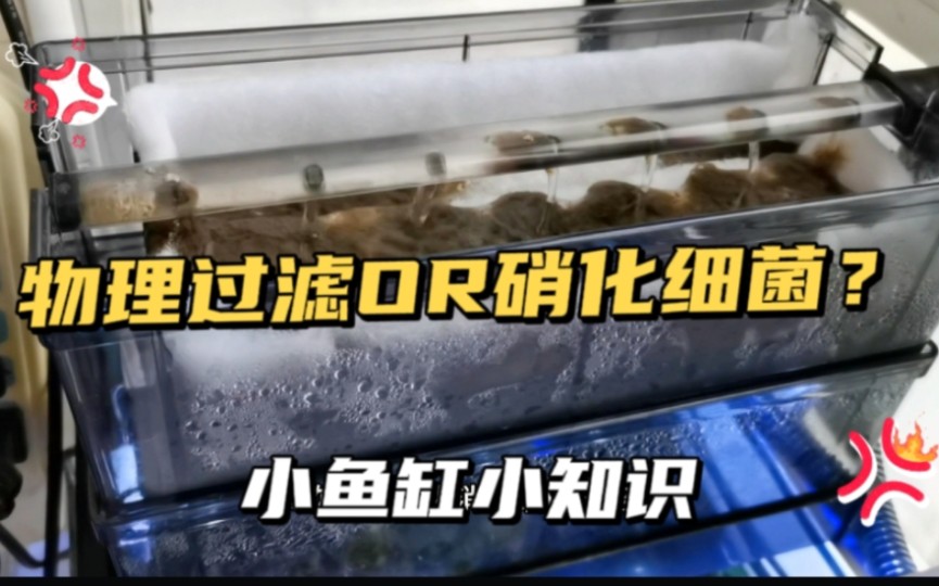 80以下鱼缸养水,物理过滤重要?还是硝化细菌重要?
