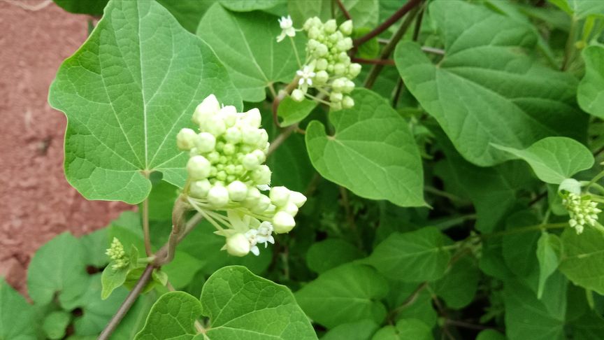 它是山中的“大宝贝”,名字有点怪,植物牛皮消的作用你知道吗