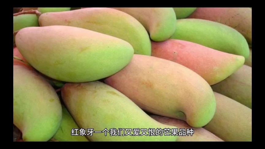 红象牙芒果会成为下一个爆品吗?#芒果种植技术 #攀枝花芒果