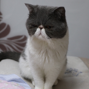 浪迹天涯的猫小二 