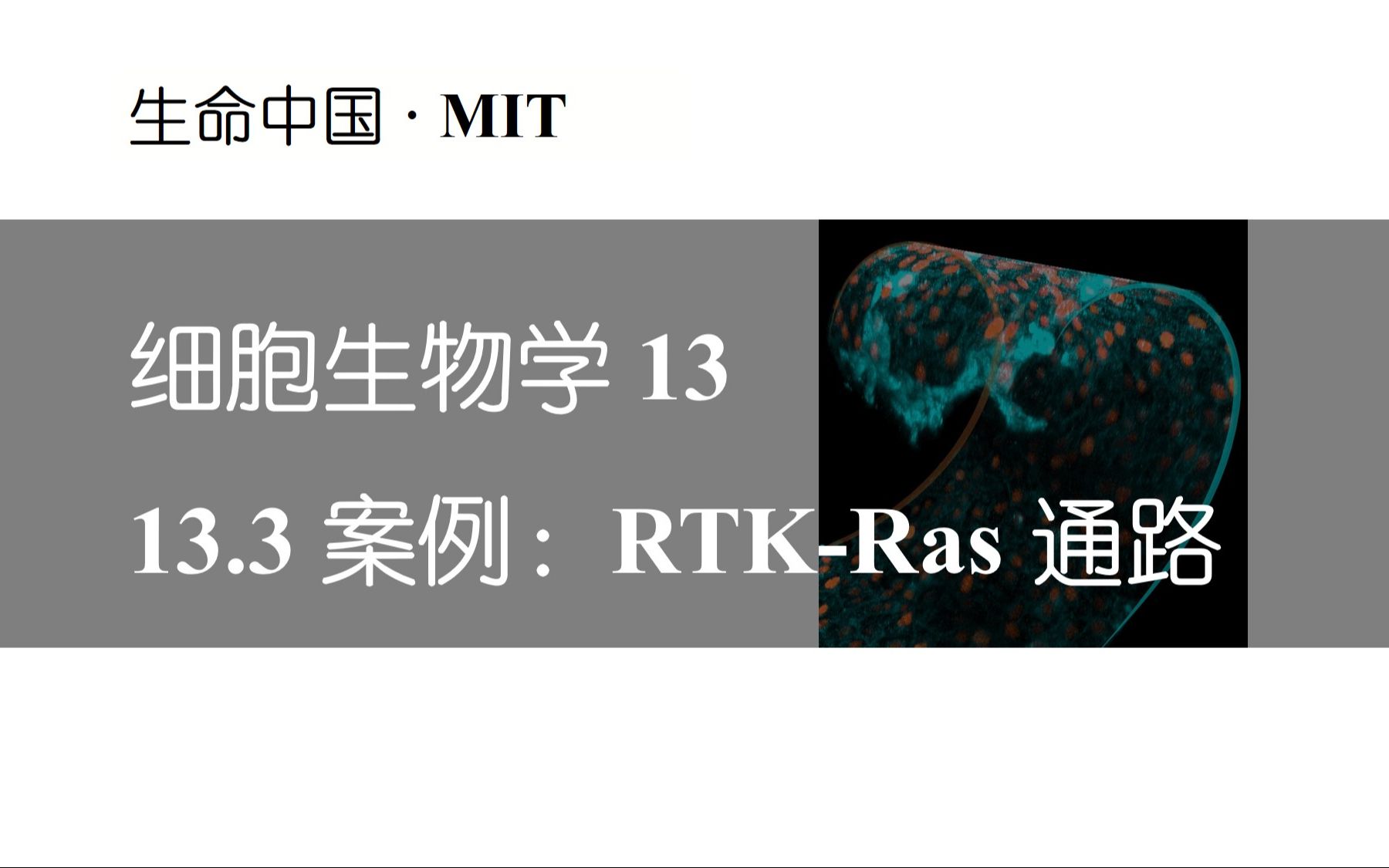 【细胞生物学】13.3 四分钟带你理顺 RTK-Ras 信号通路