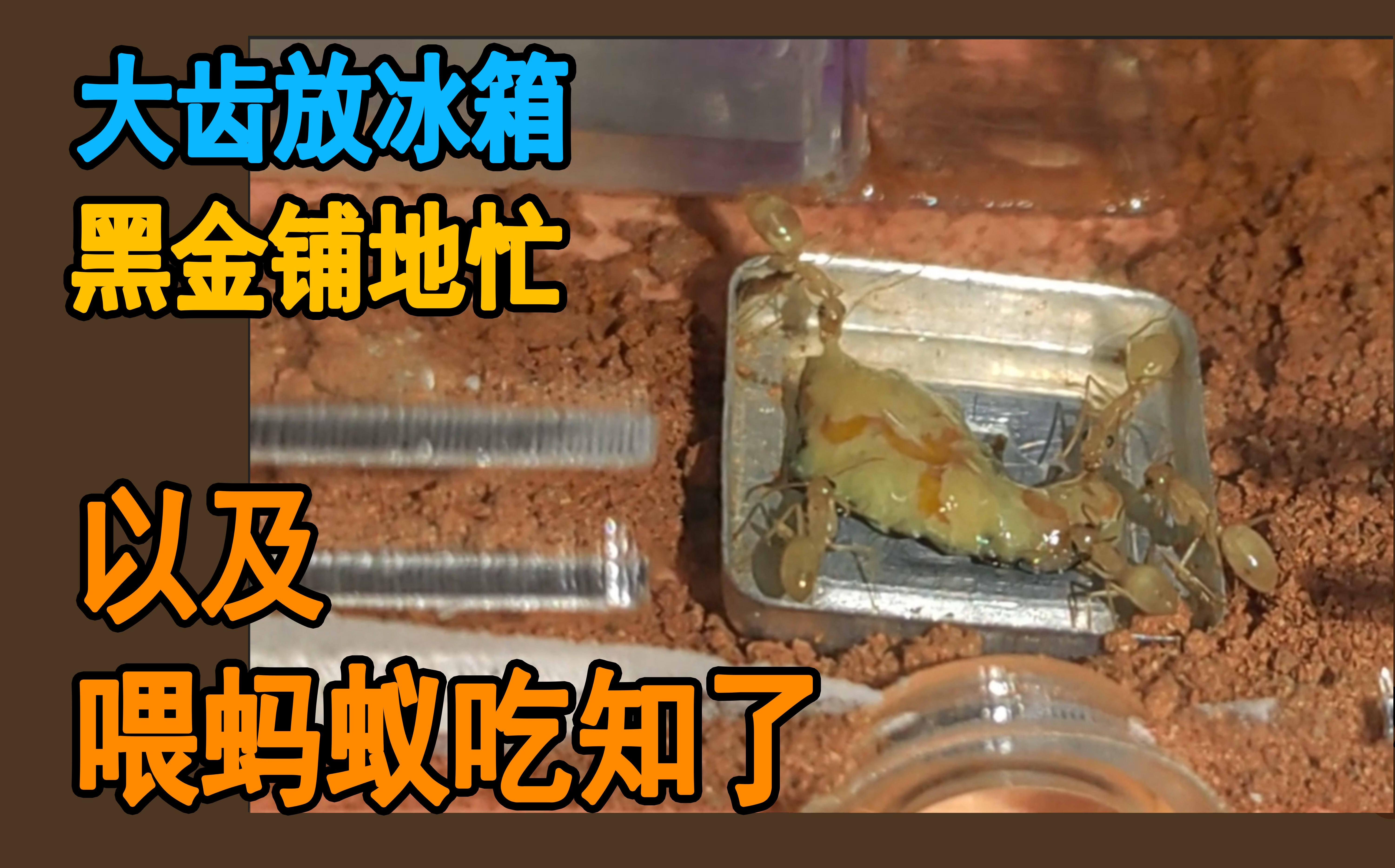 2022年7月养蚁记录上