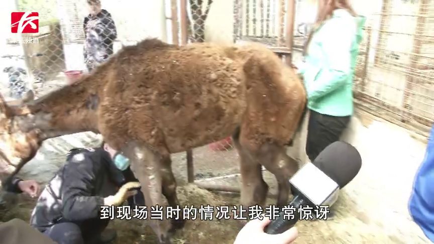 揪心!受伤小马驹遭狗咬,全身多处伤口露出白骨