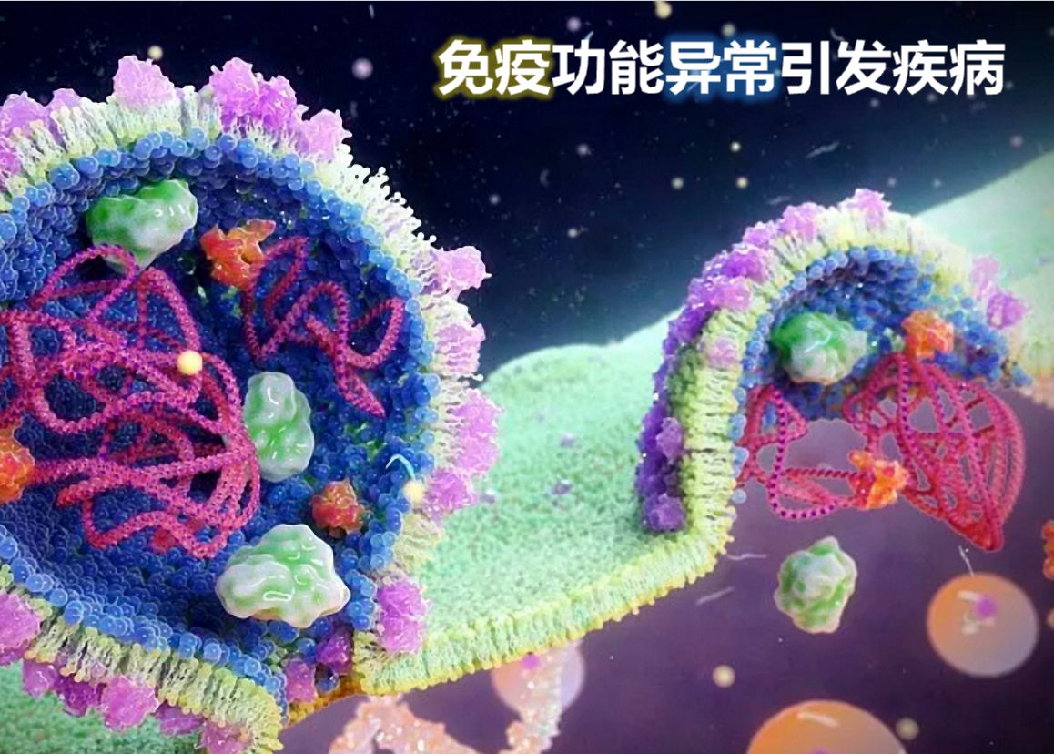 新浙科版高中生物选择性必修一4.4免疫功能异常引发疾病 截取视频