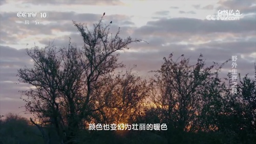 犀牛、大象、长颈鹿这些大型食草动物,为大自然传播种子,竟还有这种...