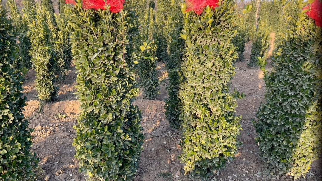 洛阳大叶黄杨种植基地 大叶黄杨柱 大叶黄杨绿篱 原产地直销