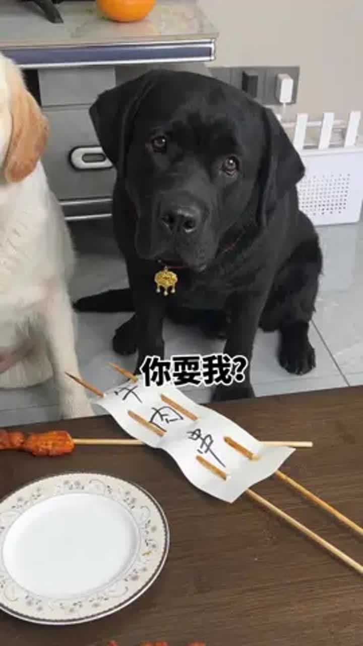 狗:你在侮辱我的智商吗?
