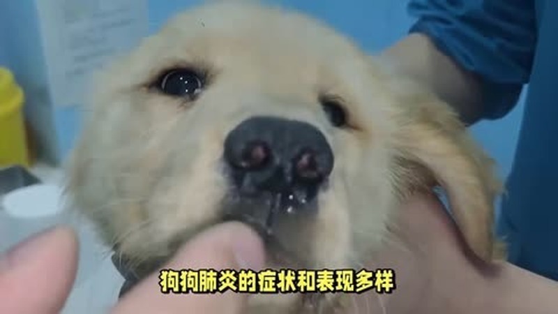狗狗肺炎的症状和表现有哪些