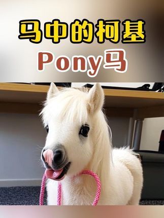 可以满足小朋友想要成为骑手的心!