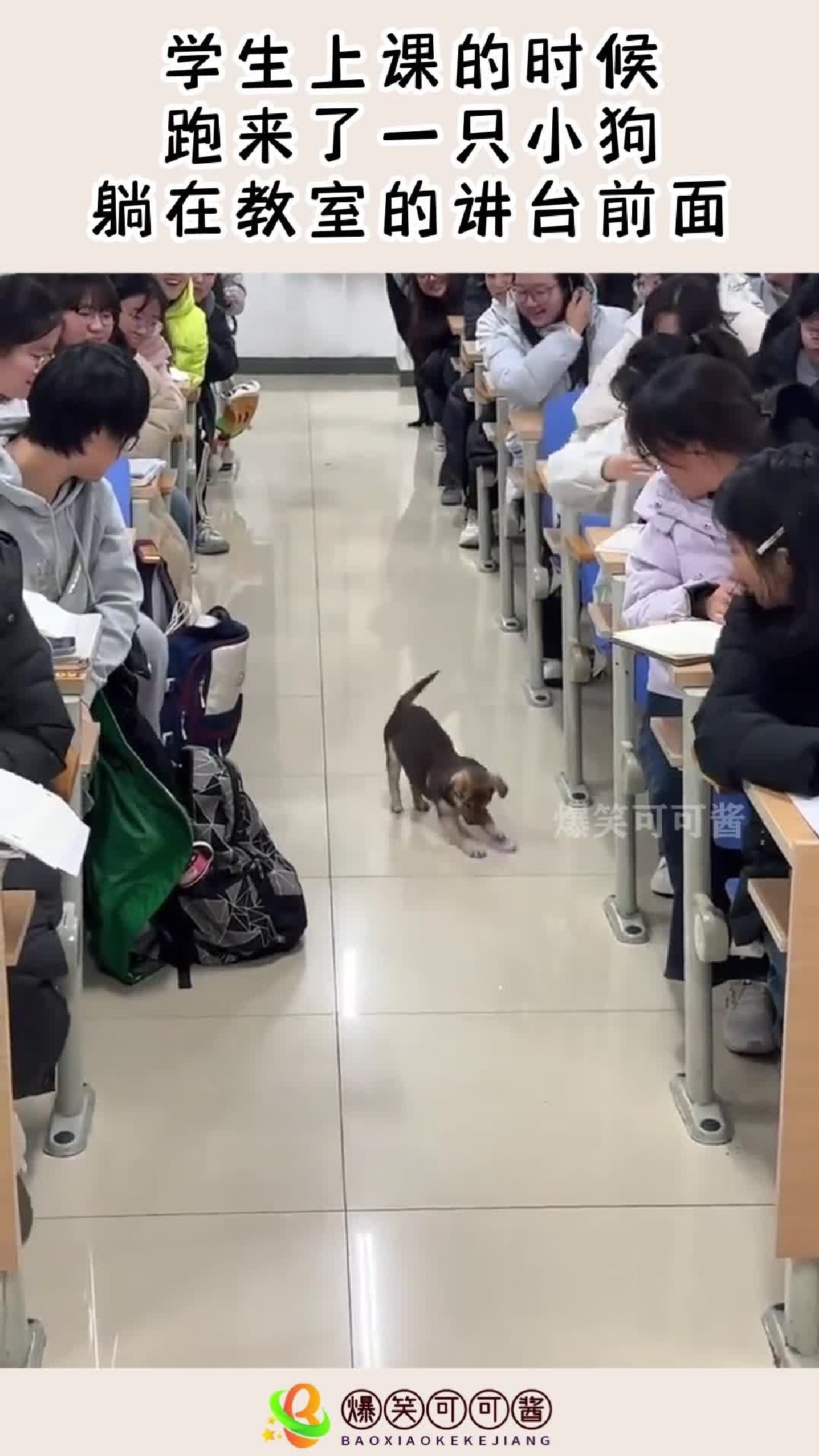 学生上课的时候,跑来了一只小狗,躺在教室的讲台前面