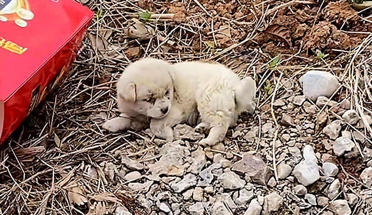 路边杂草堆捡到一只流浪小奶狗,带回家养一段时间后越看越喜欢.