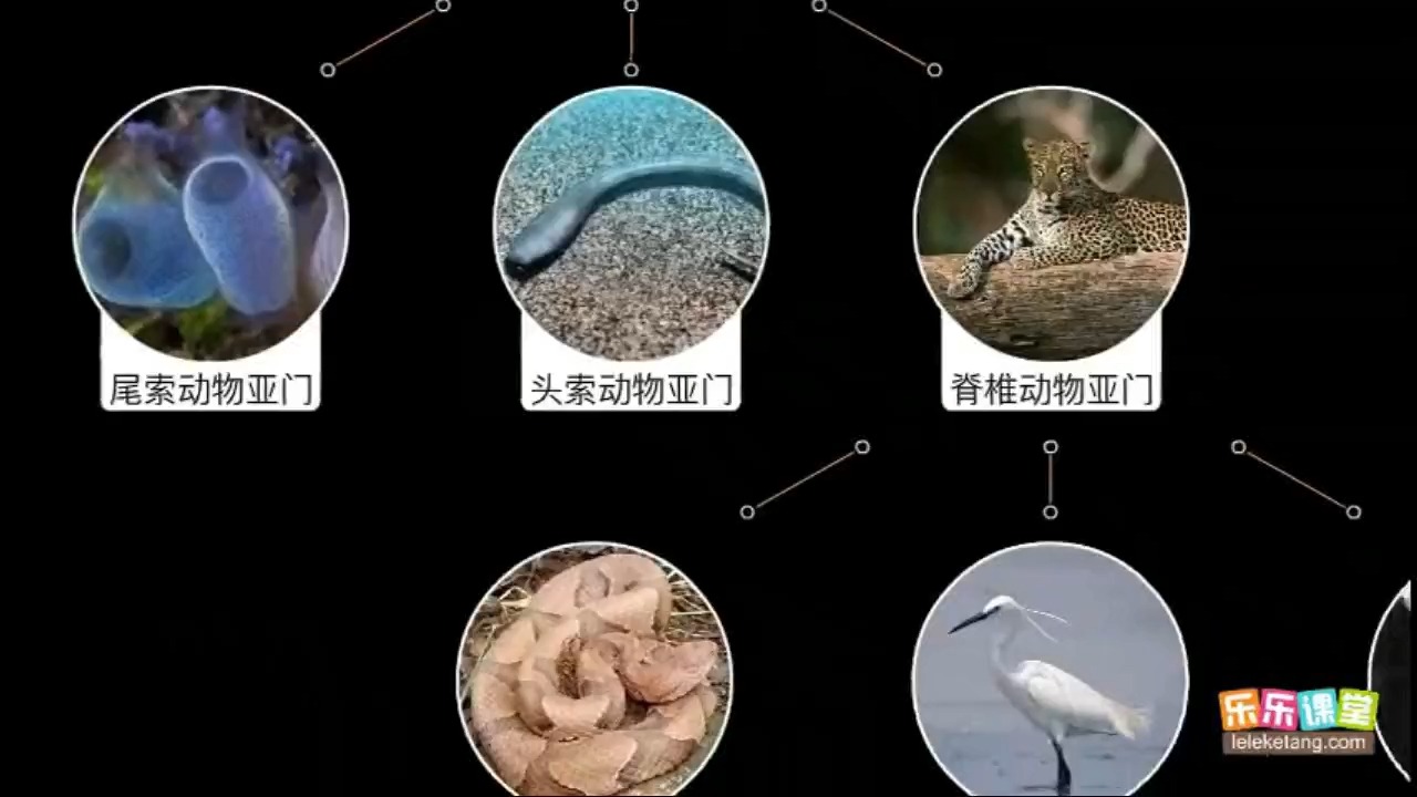 不同等级的分类单位:从种到界