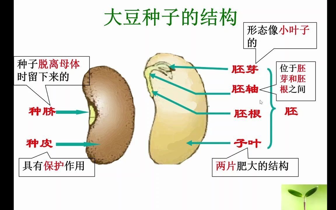 植物的生殖器官——种子
