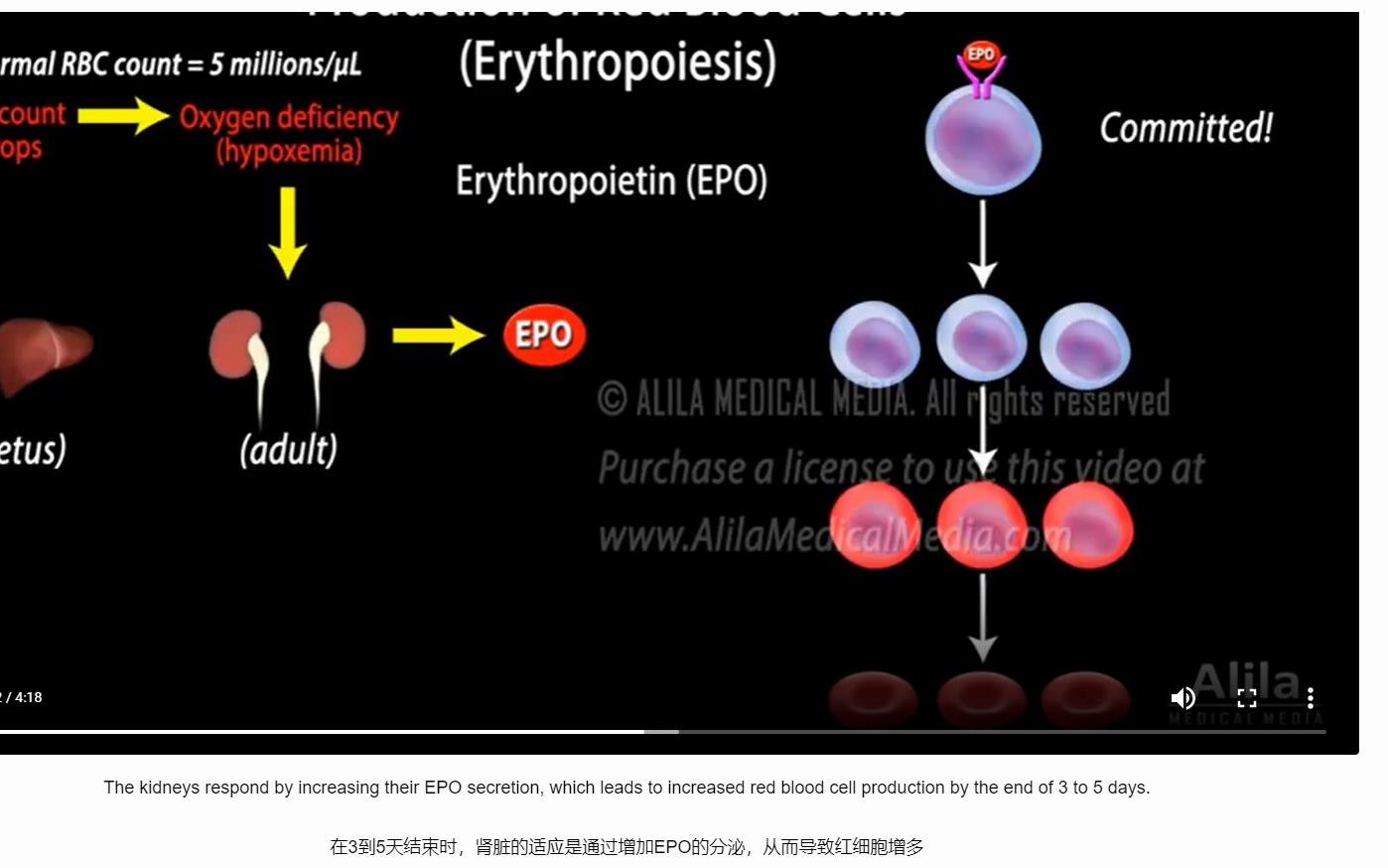 血细胞是如何让形成的