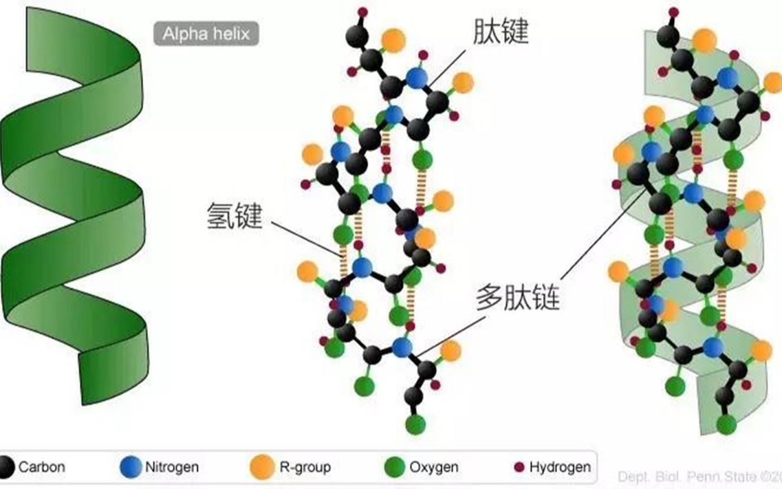 艾可生物化学第七期课程节选-左旋和右旋