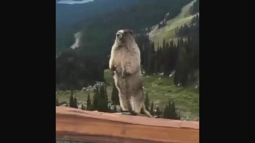 盘点动物的搞笑动物是如何模仿人类的动作, 这画面太逗了