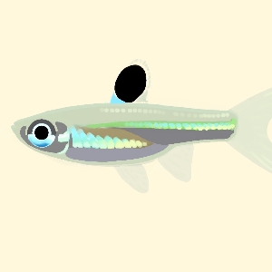 Rasbora 