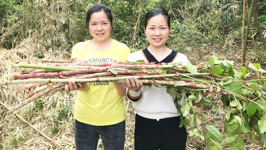 农村小时候的味道,酸筒杆你还记得吗?它的根就是虎杖价值很高哦