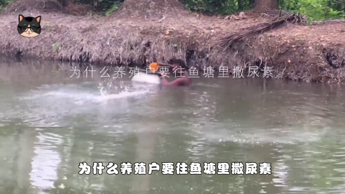为什么养殖户要往鱼塘里撒尿素,这是什么招数?鱼不会被污染吗?