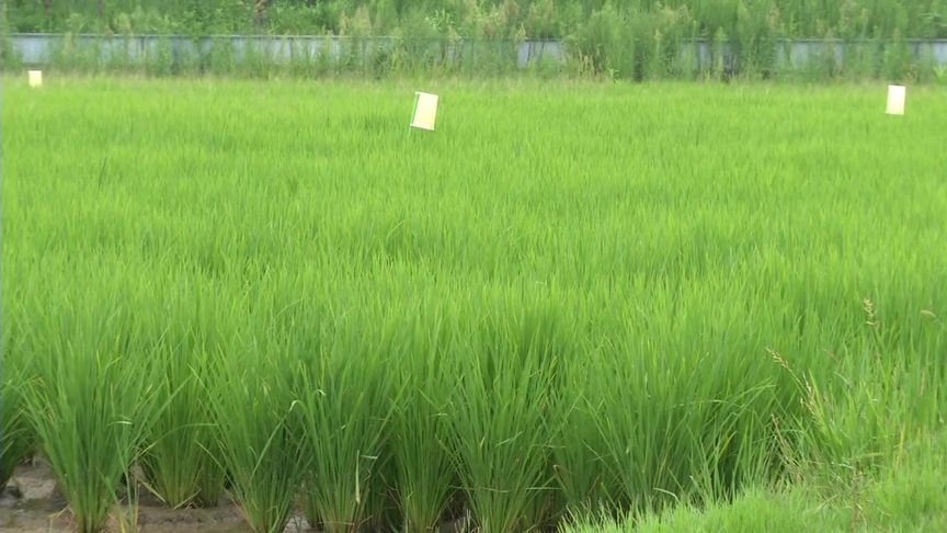 水稻田采用稻鱼稻鸭共生模式,生态循环种养,如何提质增效?