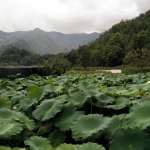 cass软件实战教学 