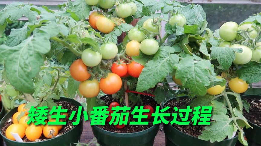 矮生小番茄生长过程,种花盆里也能硕果累累,好看又好吃
