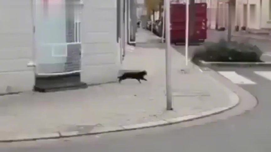 大反转,老鼠把猫追的满街跑