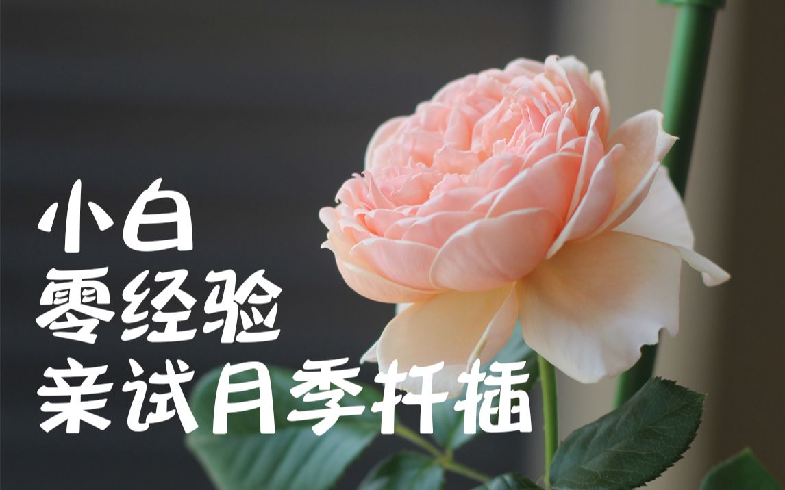 小白看了都会的月季扦插大法教程几乎100%成活率