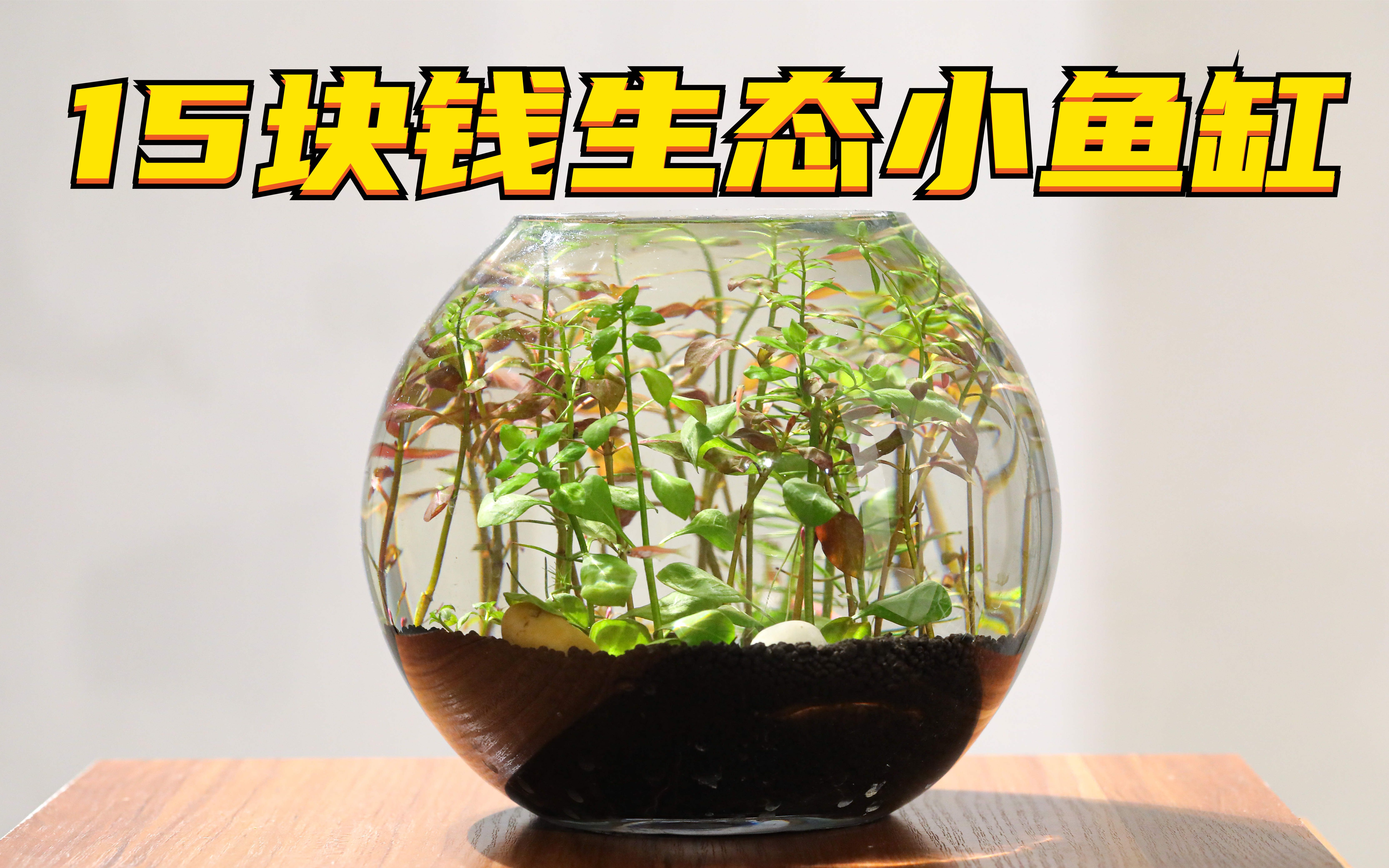 花15块钱做的生态小鱼缸,运行3个月,摆在家里当装饰,不需要操心换水