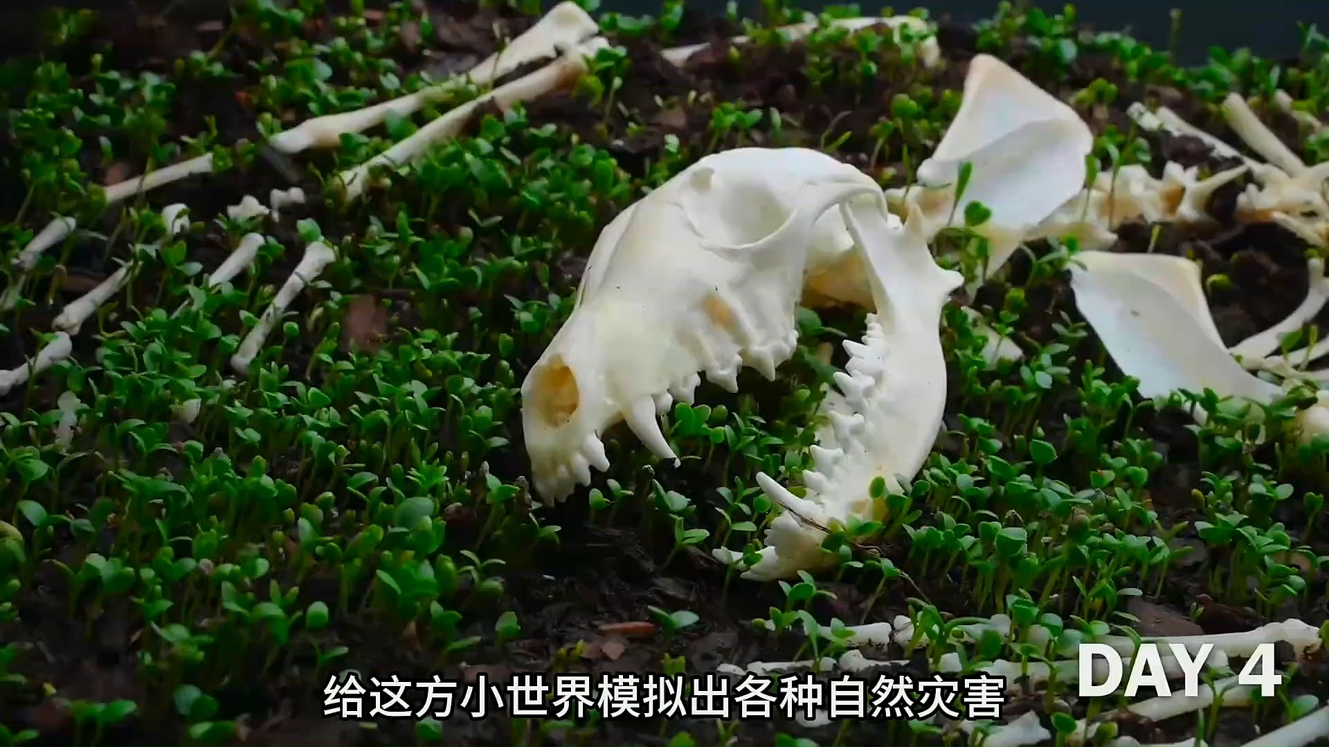 ...模拟一个森林生态系统 见证他从一片荒芜走向繁荣昌盛#上帝模拟器 ...