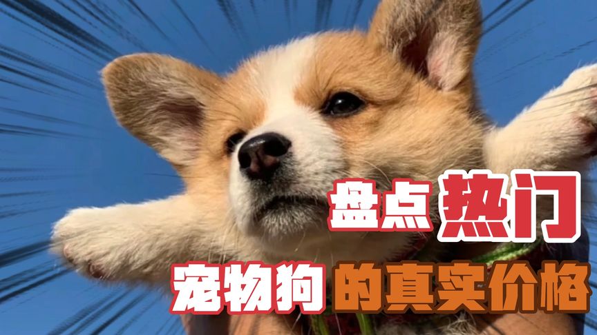 盘点热门宠物狗的真实价格,价格你可能买贵了!